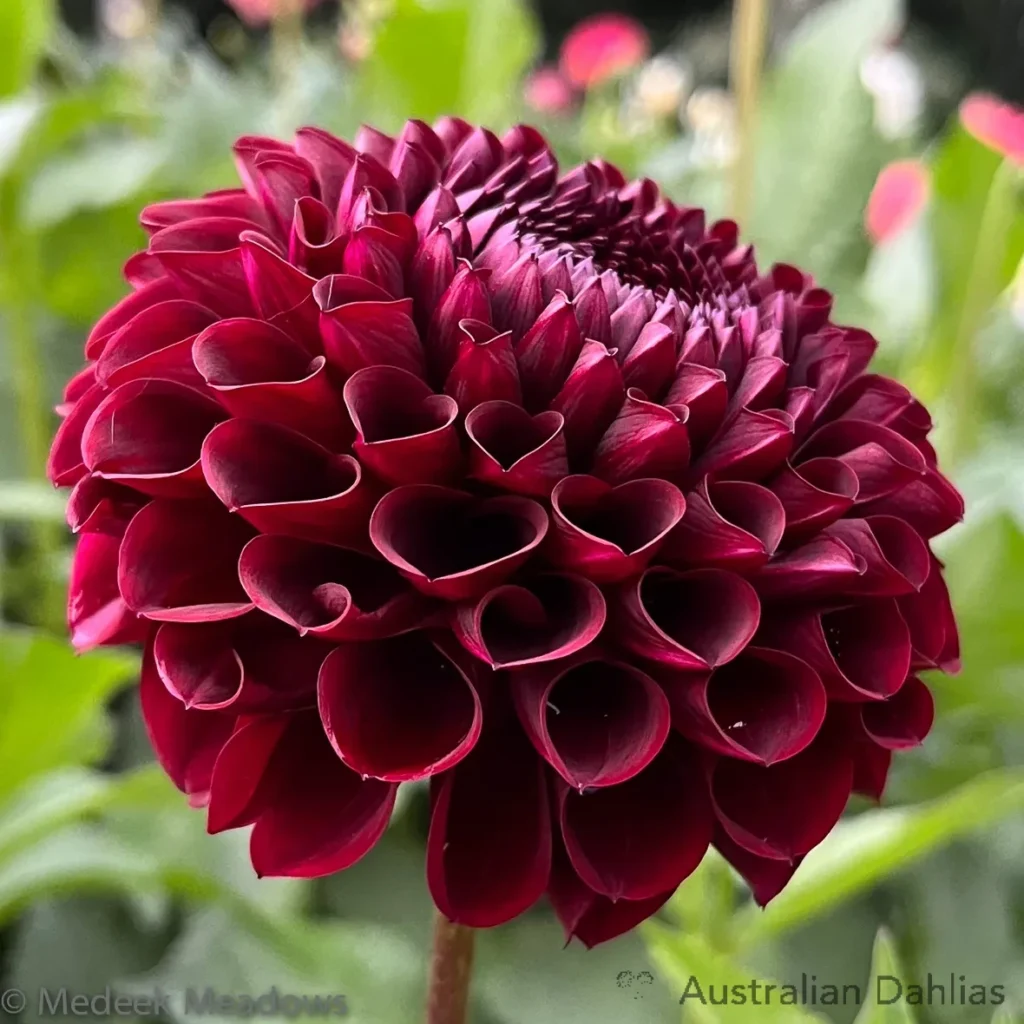 Growing – Dahlia Horticulture