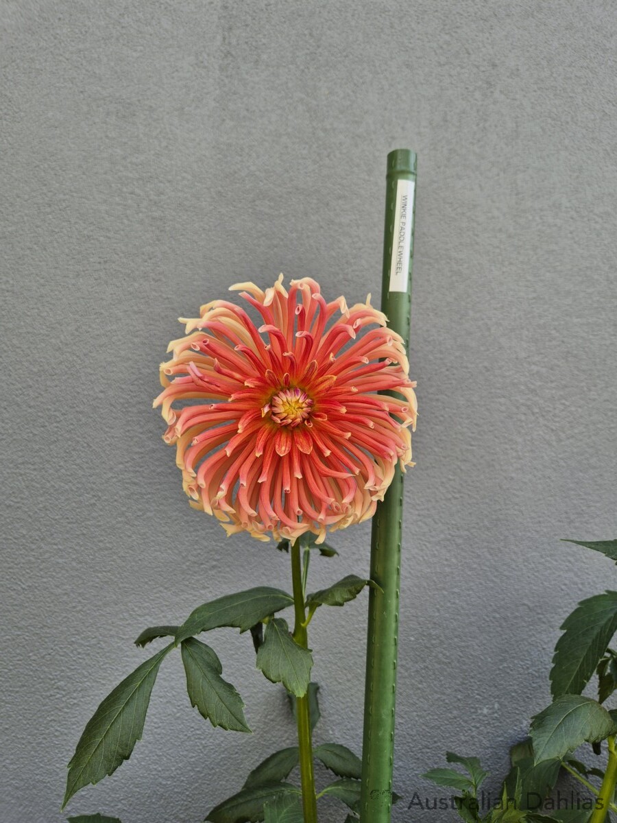 Growing – Dahlia Horticulture