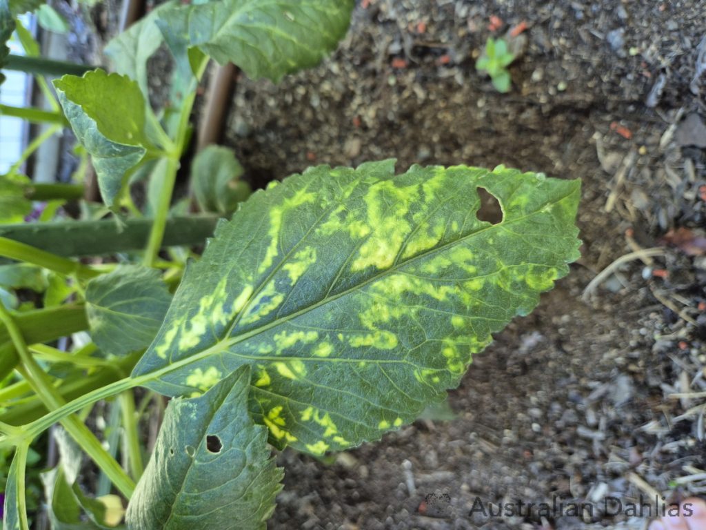 Dahlia Mosaic Virus